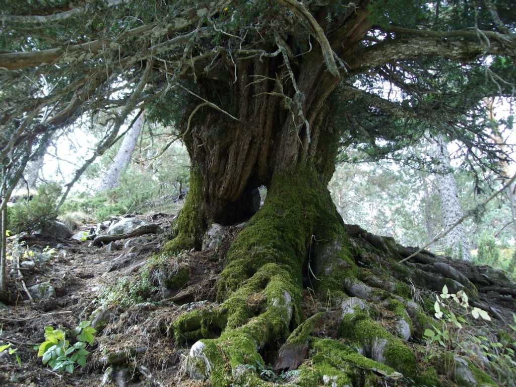 ¿Conoces este árbol milenario? – Vivefeliz :)